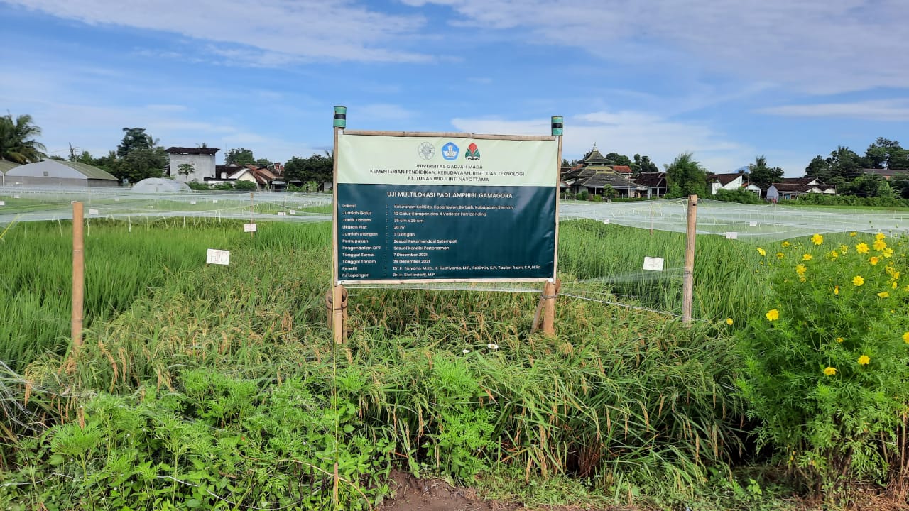 Gamagora Amphibious Rice: UGM Innovation for Indonesia – agro.faperta ...